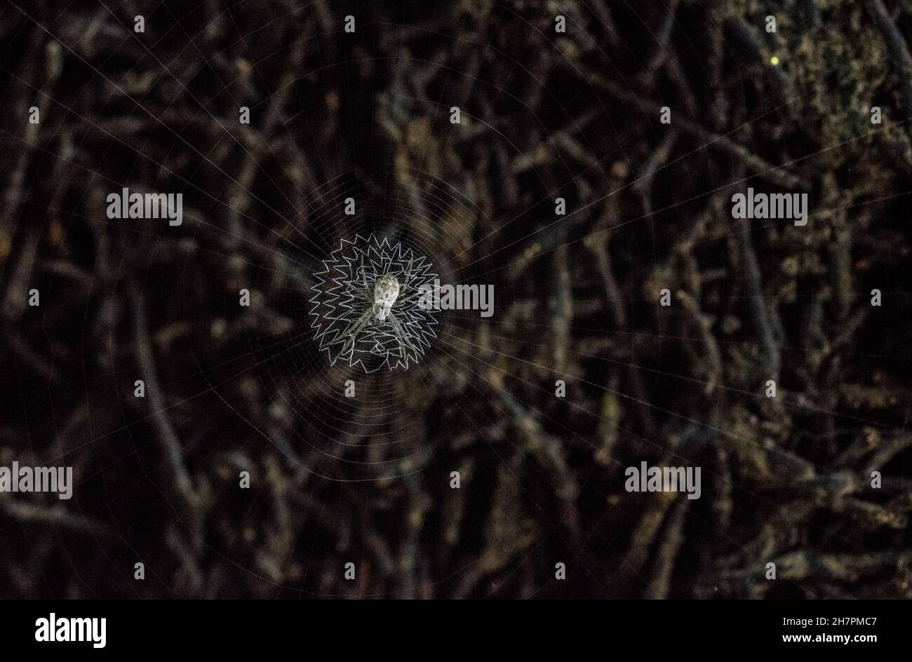 Small white creepy scary spider on a spider web in nature at night ...