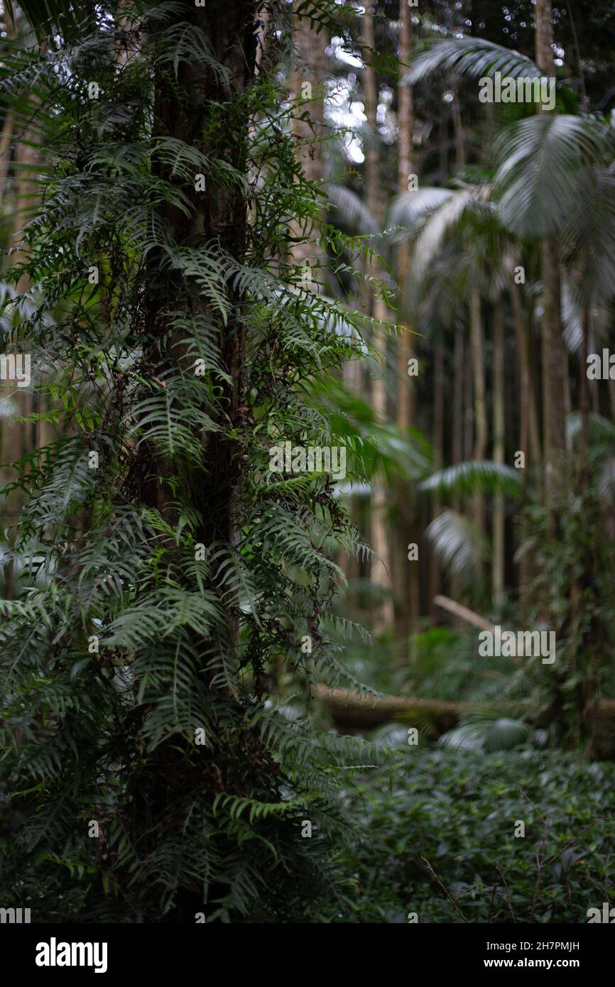 Tree grown in the dense forest in Australia, Brisbane Stock Photo - Alamy