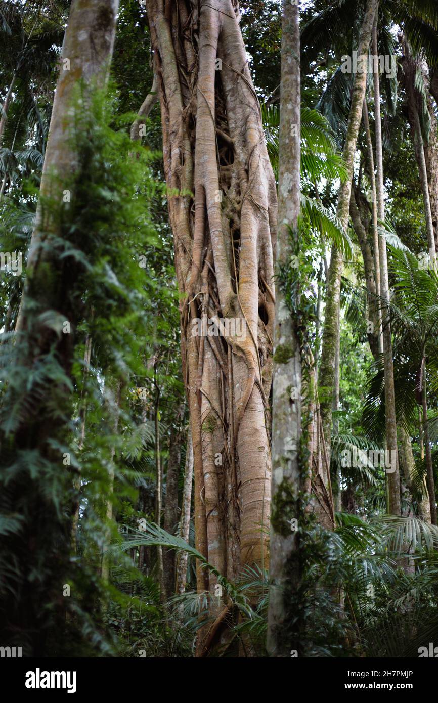 Tree grown in the dense forest in Australia, Brisbane Stock Photo - Alamy