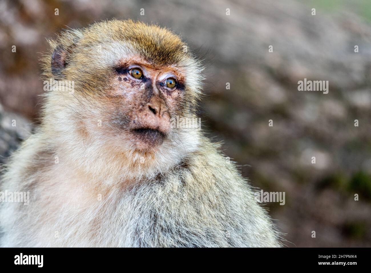Images of Morocco. The curious look of a magot monkey Stock Photo - Alamy