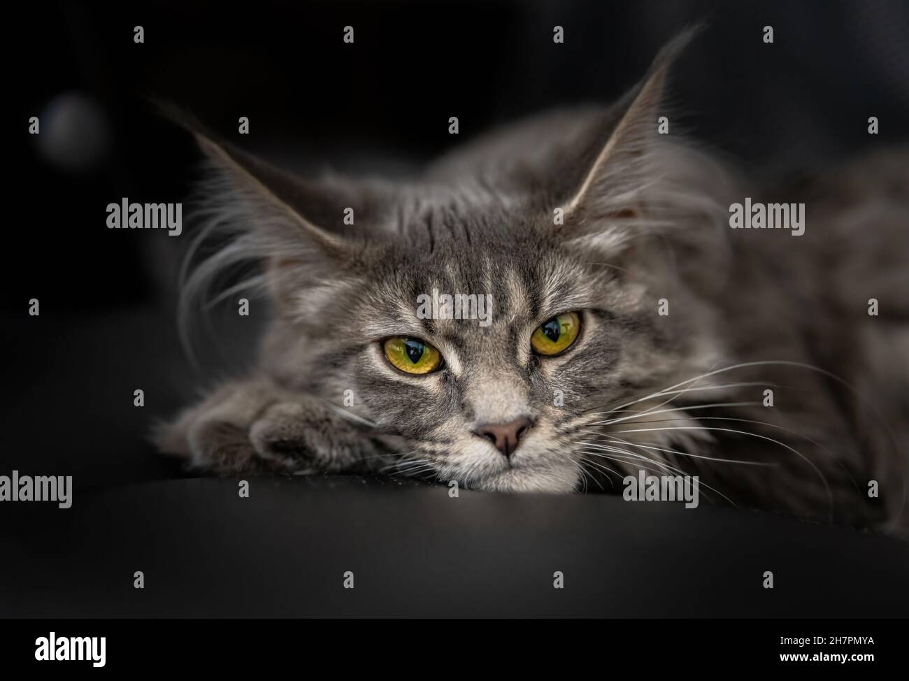 Cat Sitting Front View