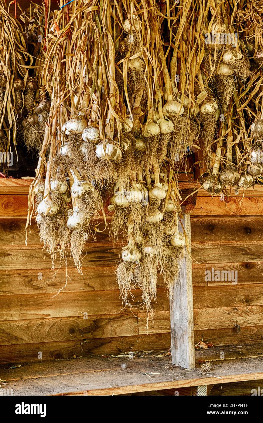 Drying garlic in shed hi-res stock photography and images - Alamy
