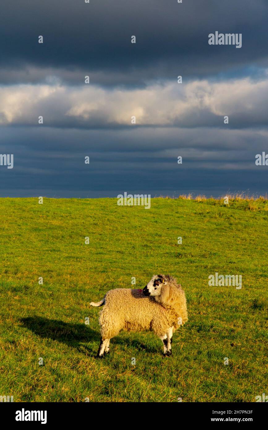 Sheep Peak District Winter High Resolution Stock Photography and Images ...