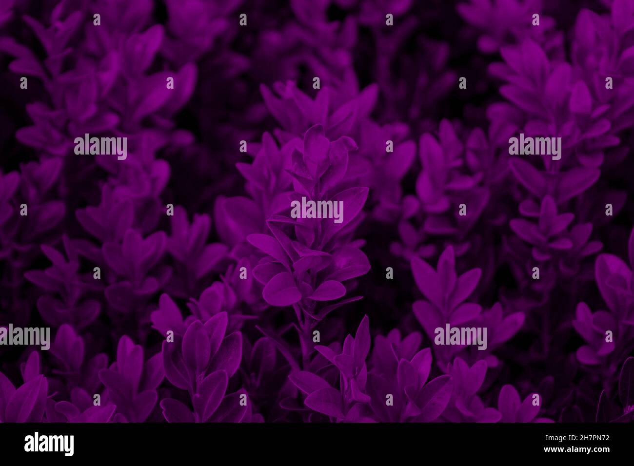 Velvet violet trend color twigs and leaves background texture Stock ...