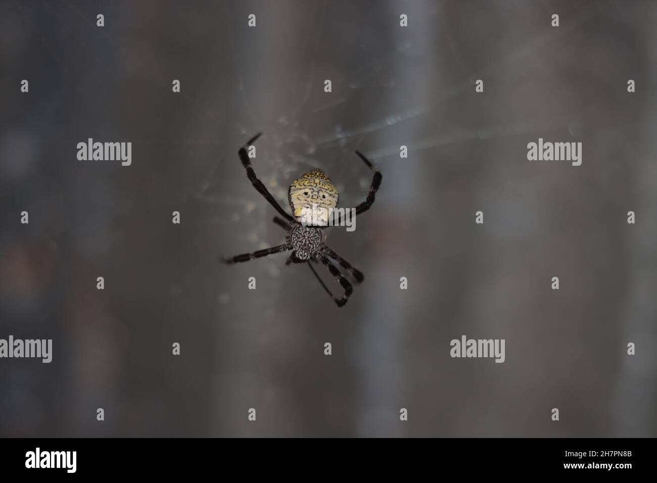 Spider waves hi-res stock photography and images - Alamy