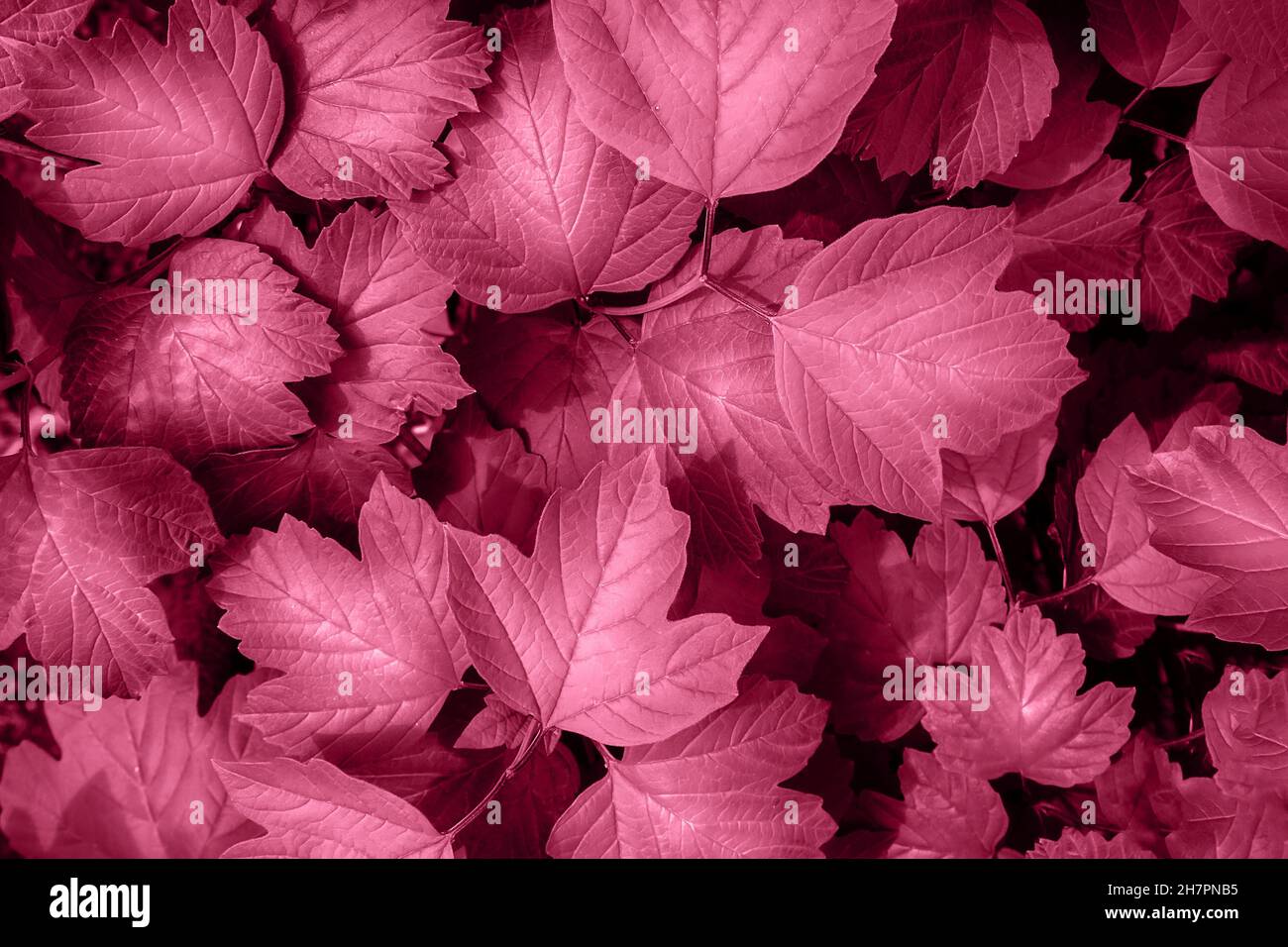 Pacific pink color leaves background texture Stock Photo - Alamy