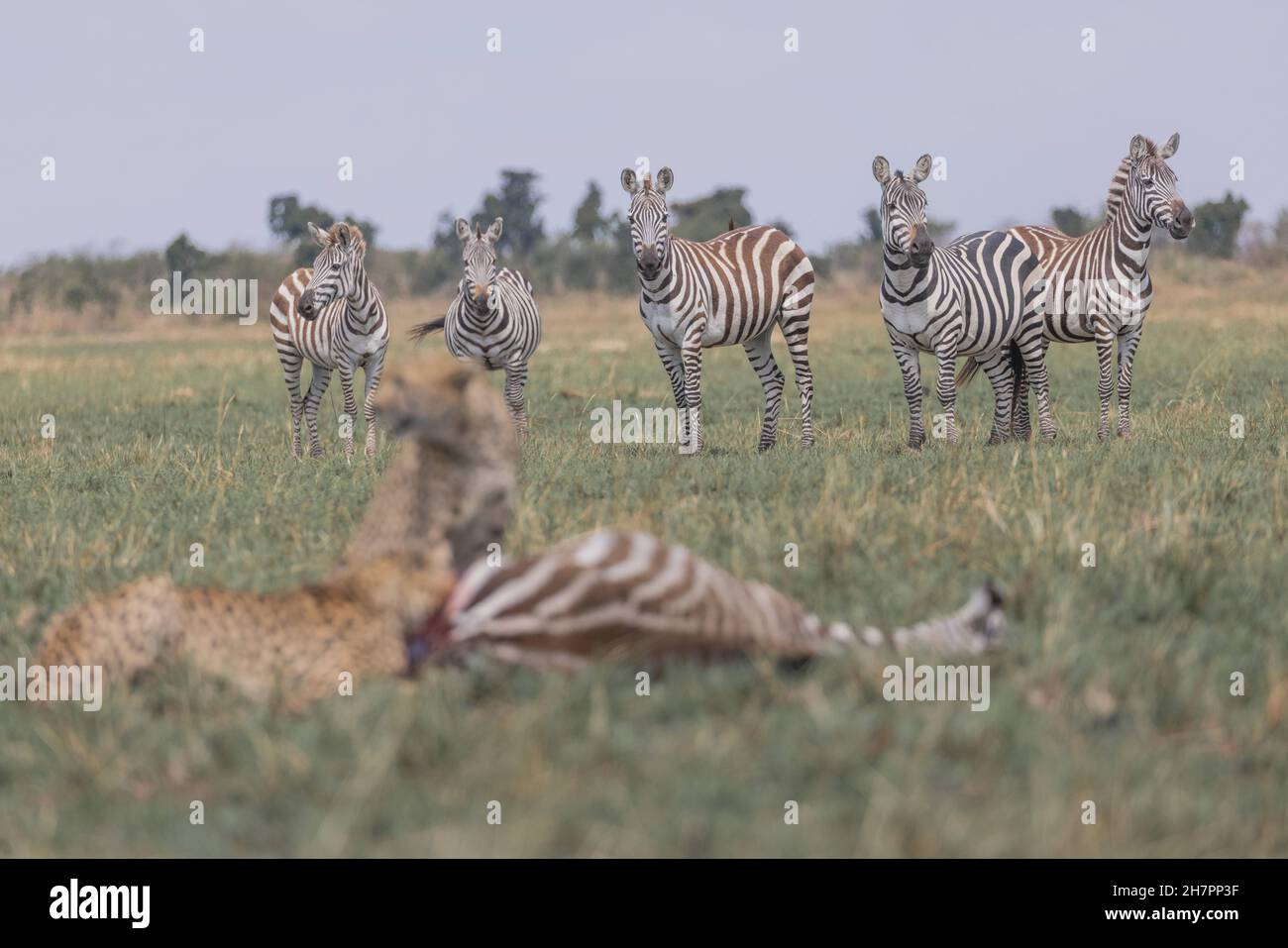 Cheetahs Eating Zebras