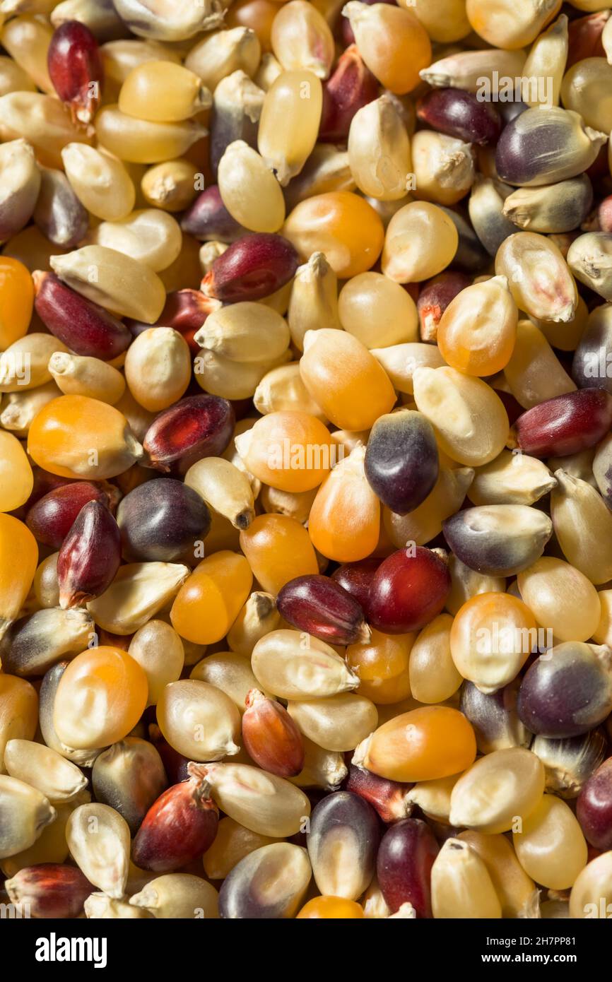 Dry Organic Assorted Rainbow Popcorn Ready to Cook Stock Photo - Alamy