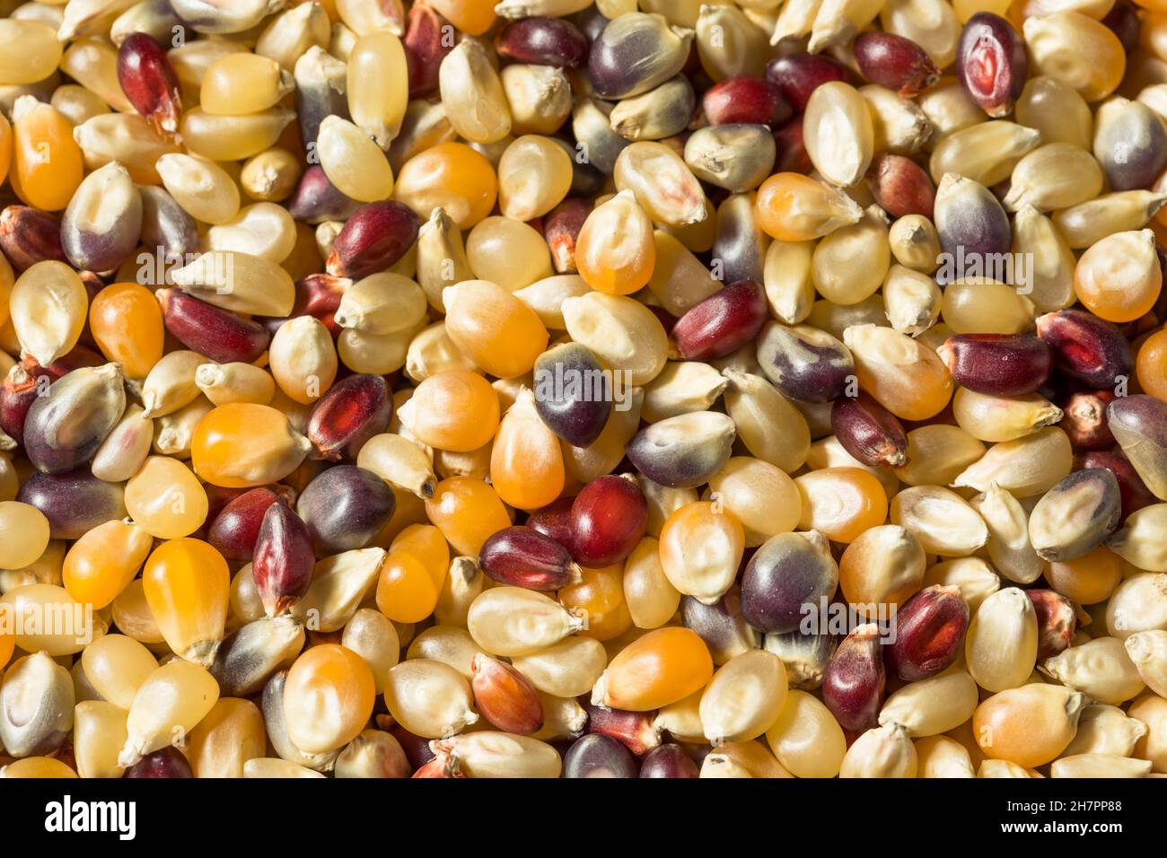 Dry Organic Assorted Rainbow Popcorn Ready to Cook Stock Photo - Alamy