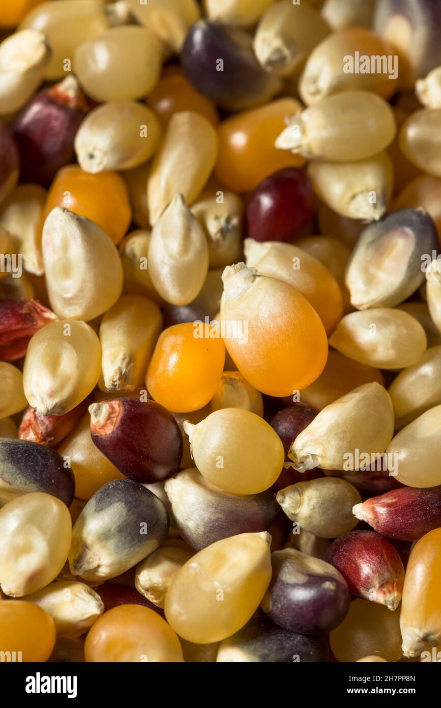 Dry Organic Assorted Rainbow Popcorn Ready to Cook Stock Photo - Alamy