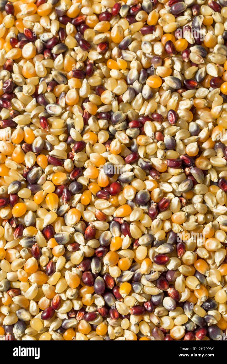 Dry Organic Assorted Rainbow Popcorn Ready to Cook Stock Photo - Alamy