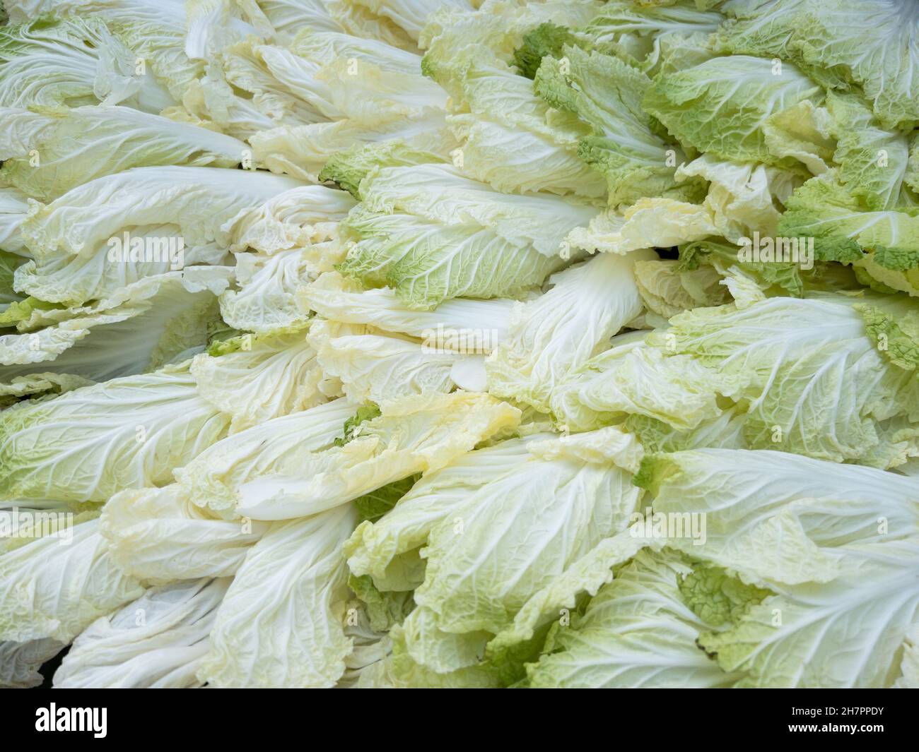 The many pieces of the Chinese cabbage are ready to cook in the ...