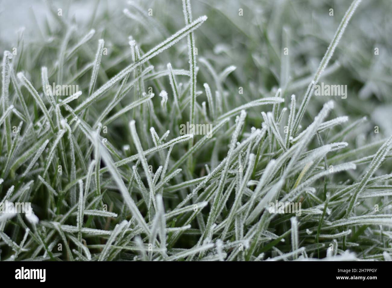 Cold shot of frozen green grass in the morning covered in icy dew ...