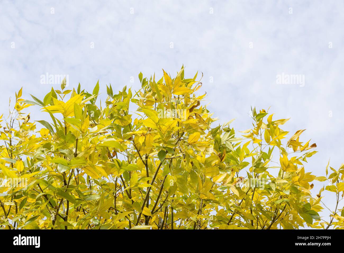 Beautiful large ash tree hi-res stock photography and images - Alamy