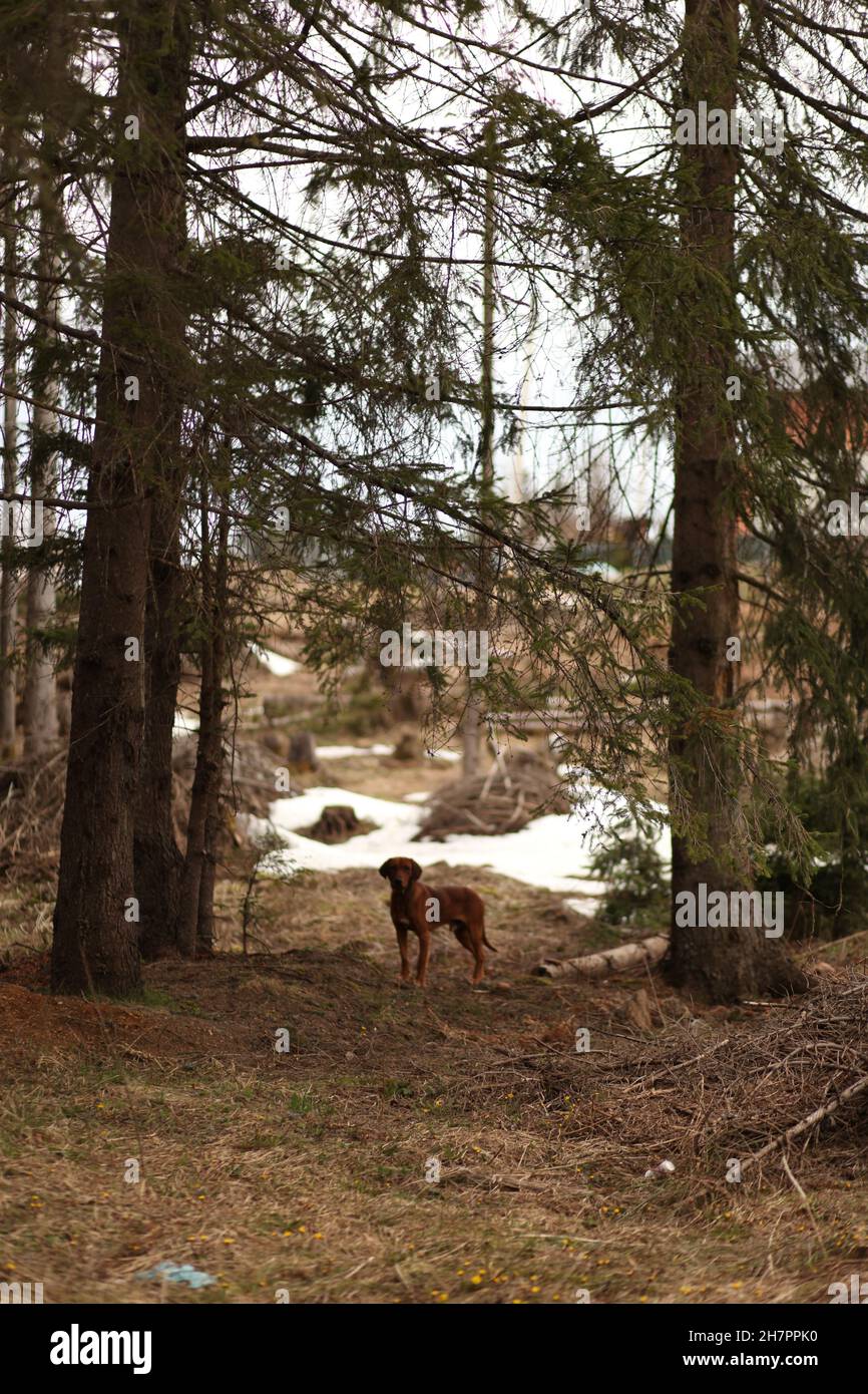 Vertical shot of a dog in the forest Stock Photo - Alamy
