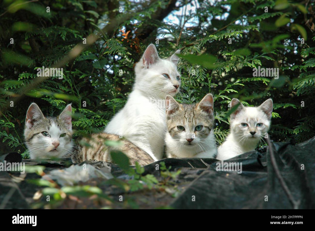 very cute kitten family in the wildness. cats are laying in shrubbery ...