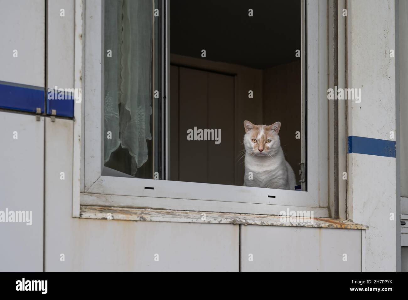Sad Cat Looking Out Window