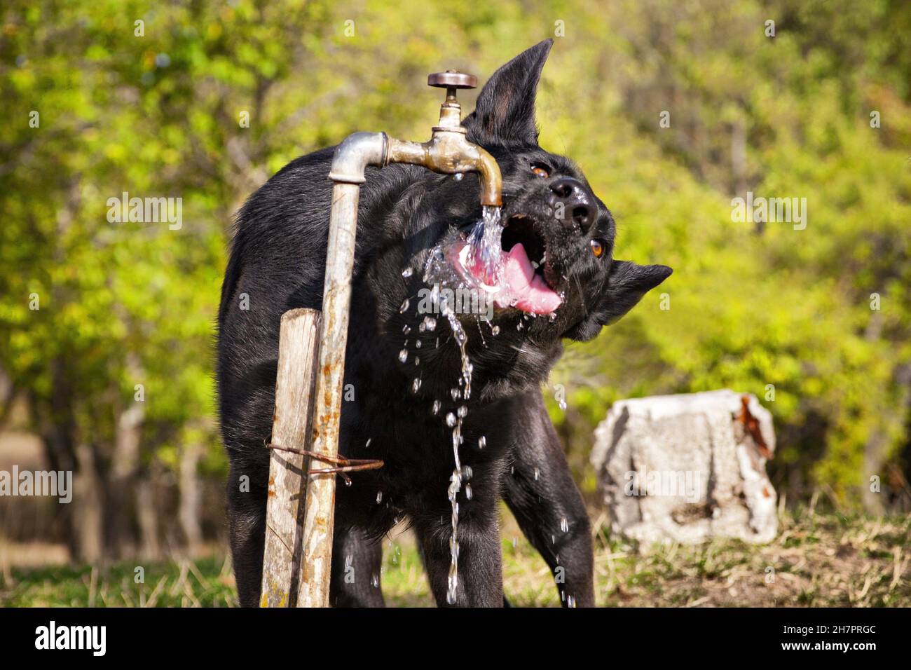 Closeup of the black German shepherd drinking water from the tap Stock ...