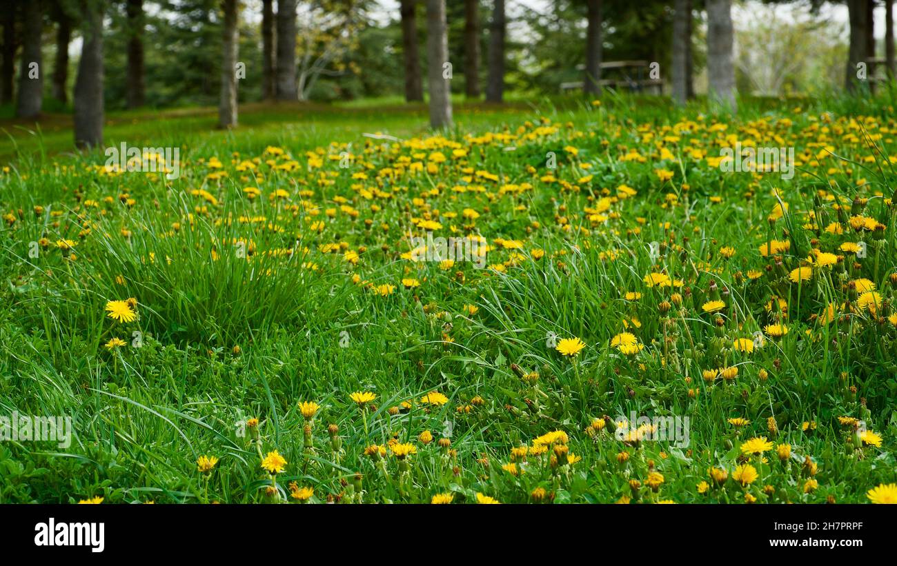 Colorful wild flowers. Green lawns and various kinds of wild flowers ...