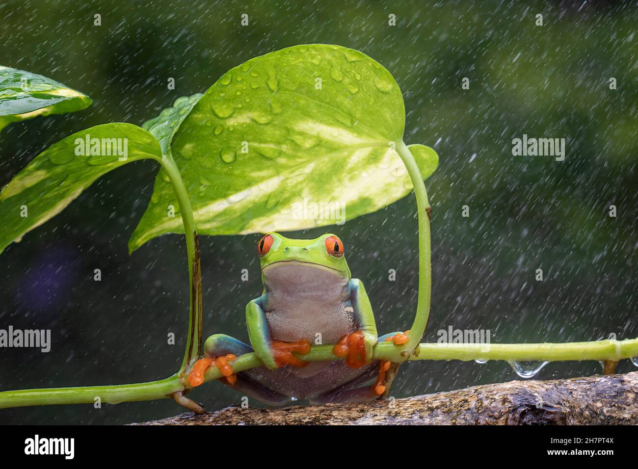 The frog stayed warm and dry during the rain storm. BEKASI, INDONESIA ...