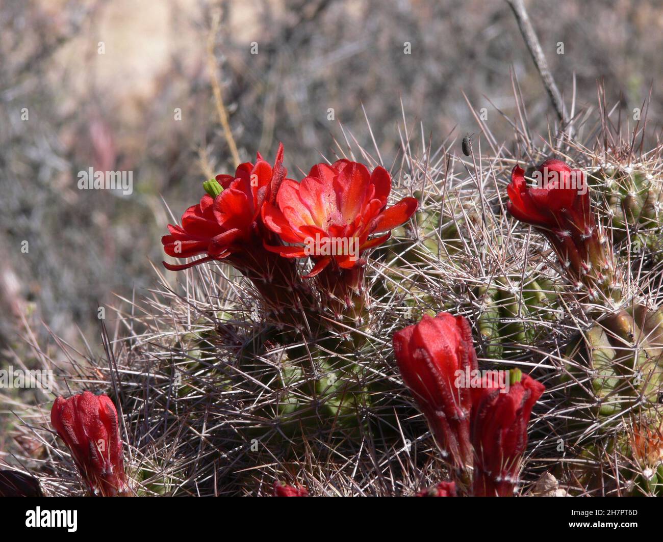Red spine cactus hi-res stock photography and images - Alamy