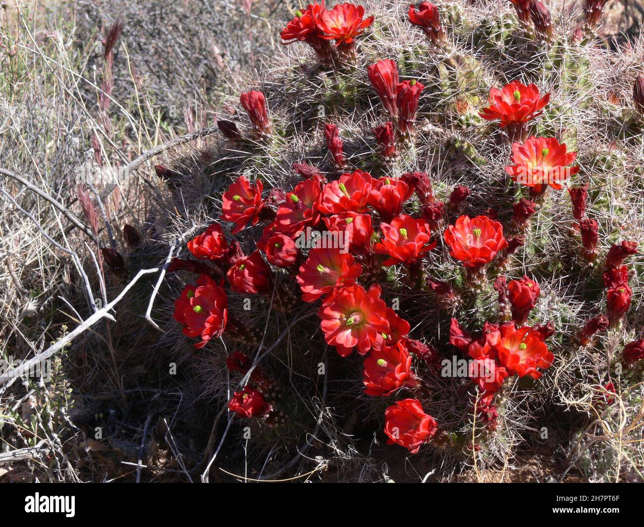 Scary cactus hi-res stock photography and images - Alamy