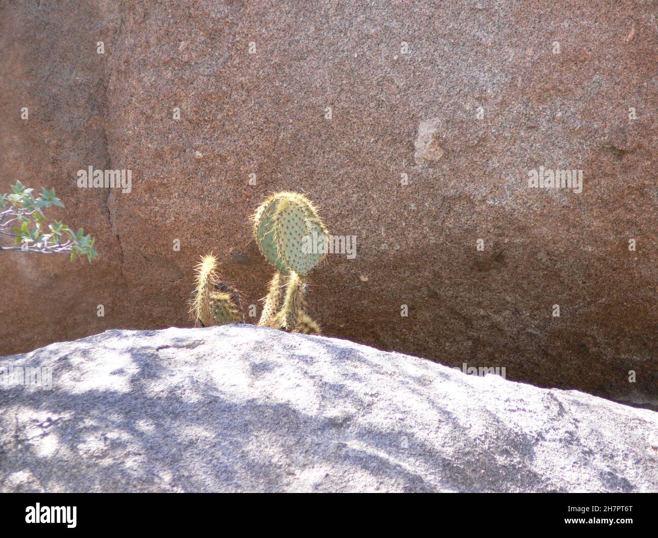 Scary cactus hi-res stock photography and images - Alamy