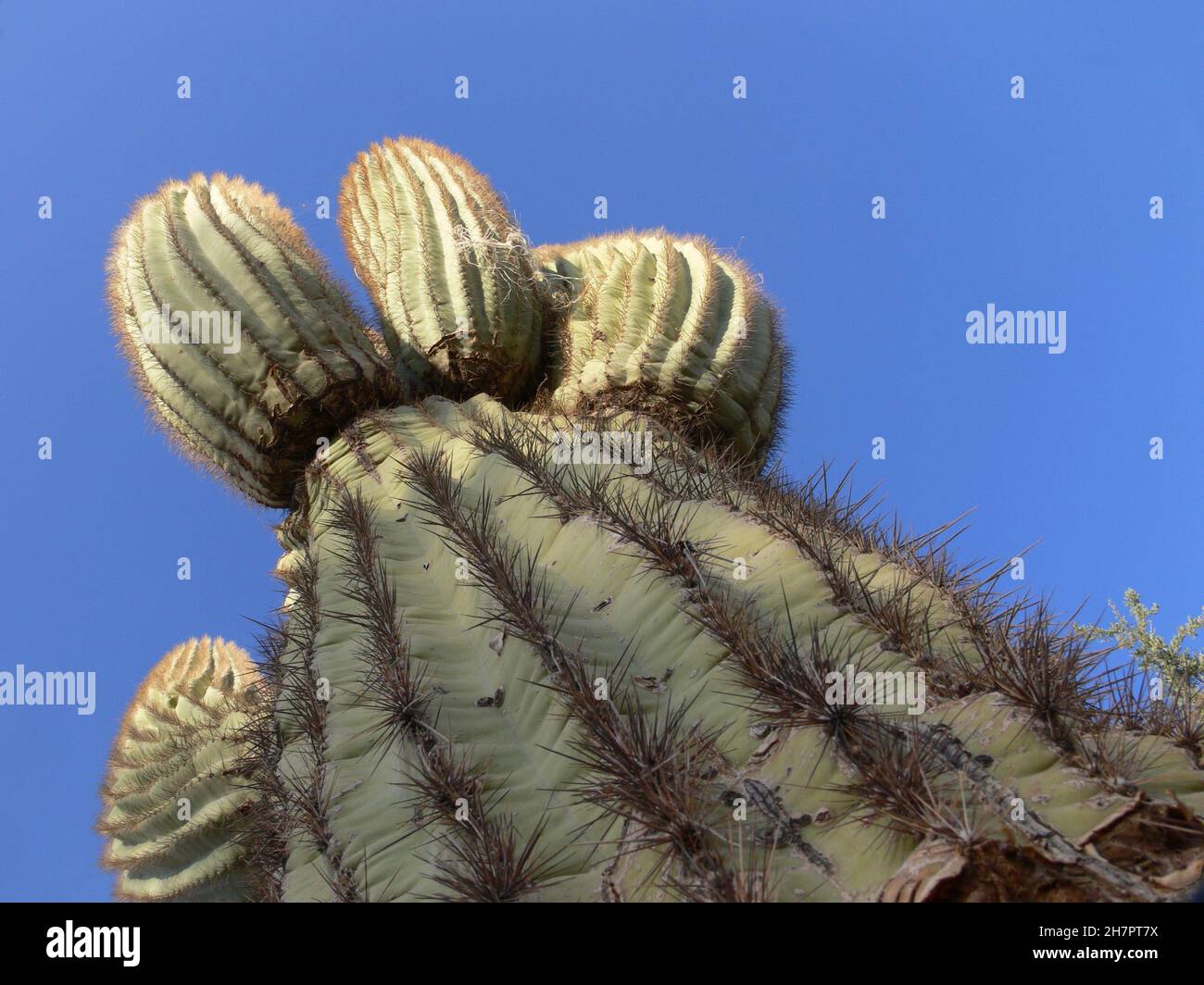 Close-up looking up the trunk of a saguaro cactus on a clear day Stock ...