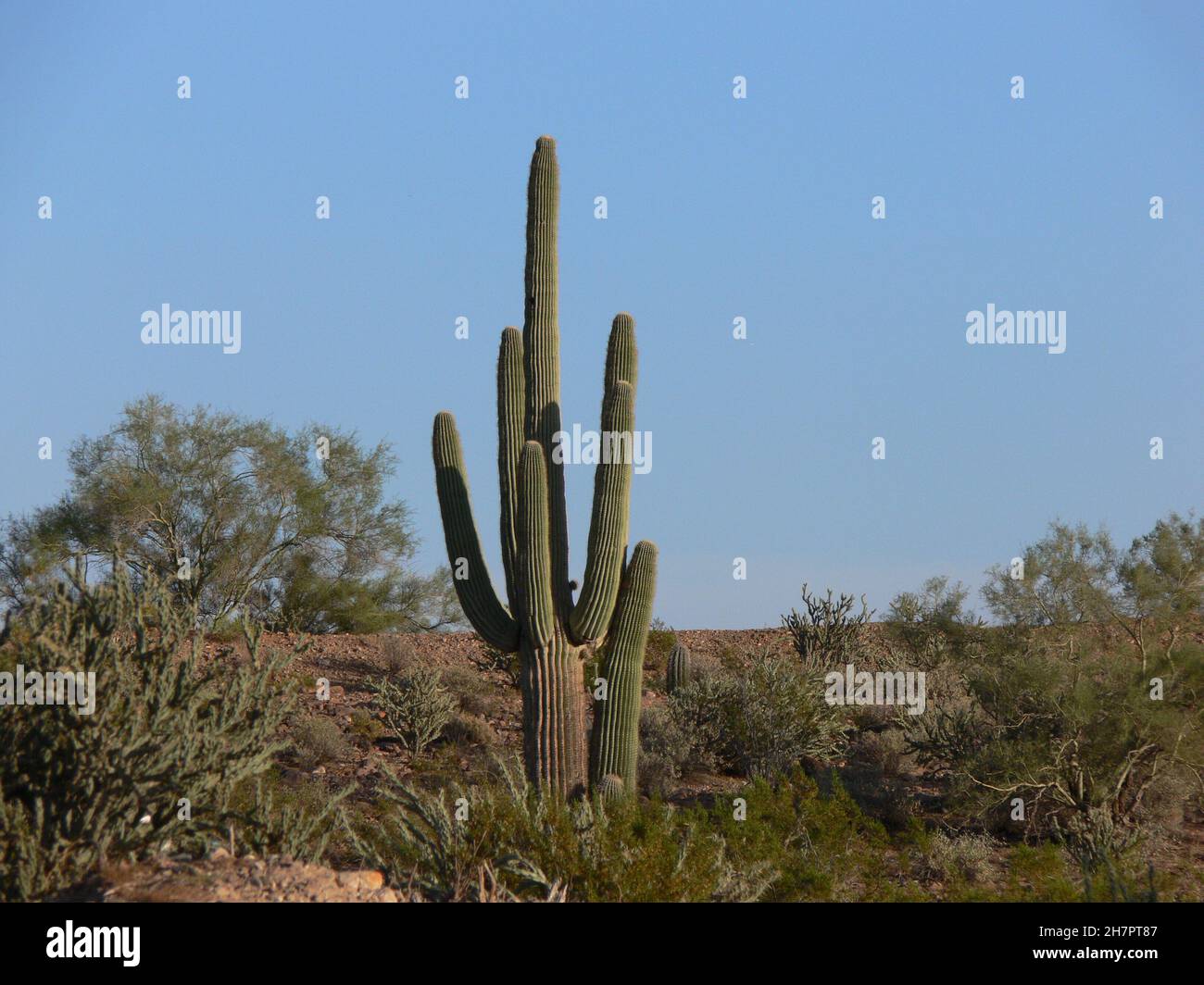 Saguaro cactus plant above hi-res stock photography and images - Alamy