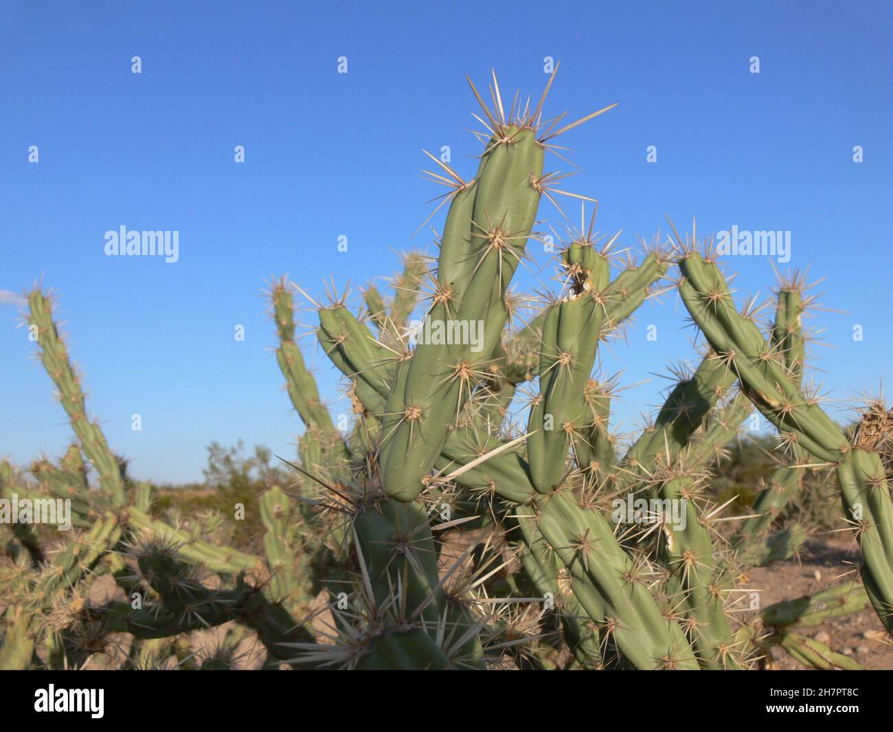Dangerous thorn hi-res stock photography and images - Alamy