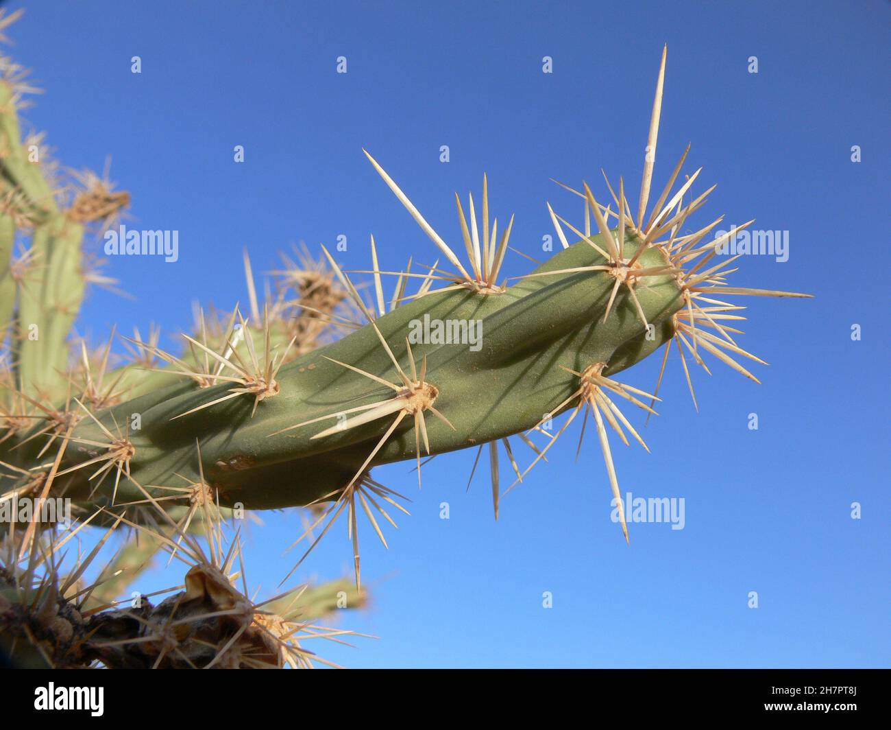Barbed cholla cactus hi-res stock photography and images - Alamy