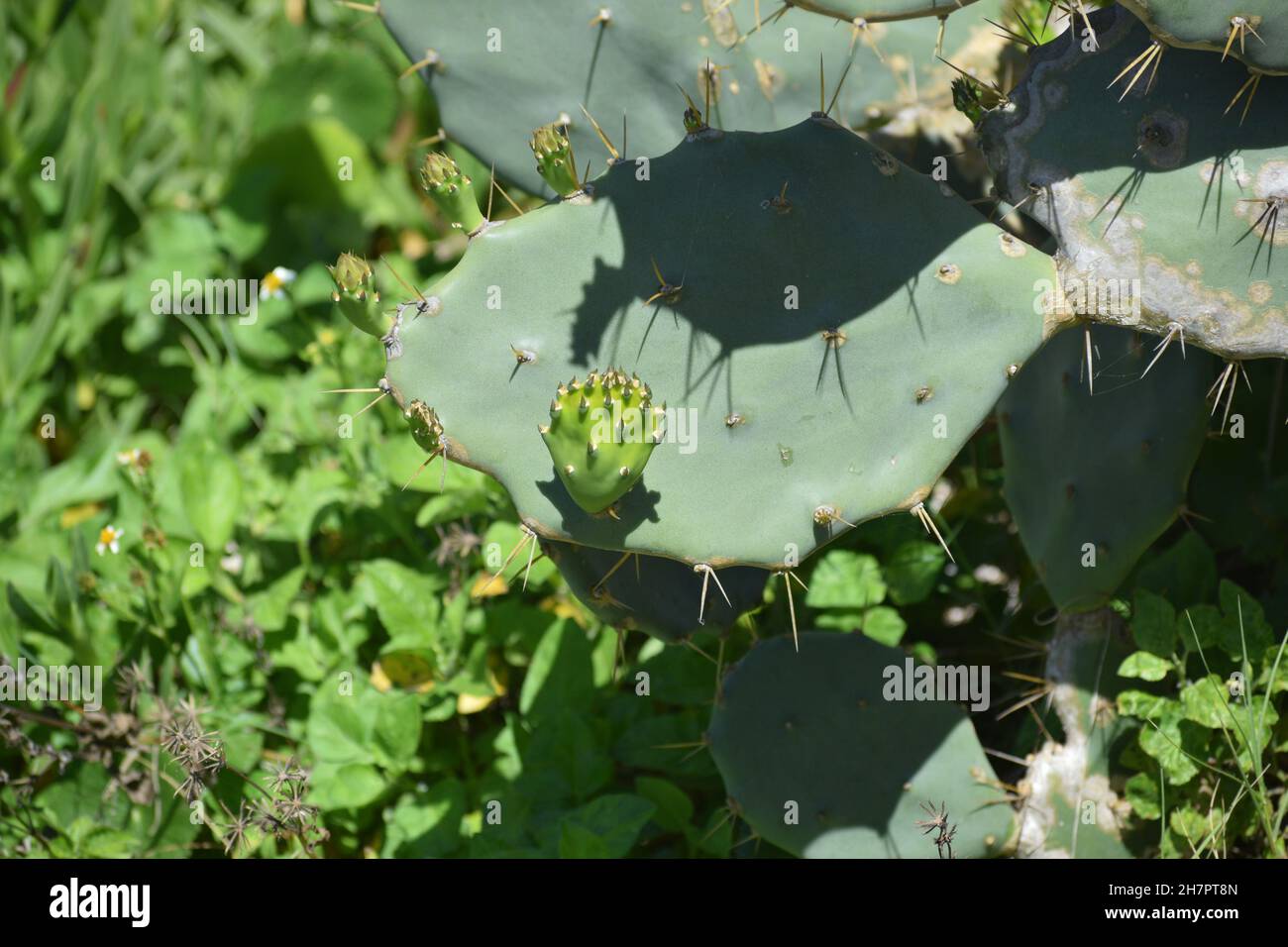 An old Prickly Pear Cactus sprouts new growth in spring Stock Photo - Alamy