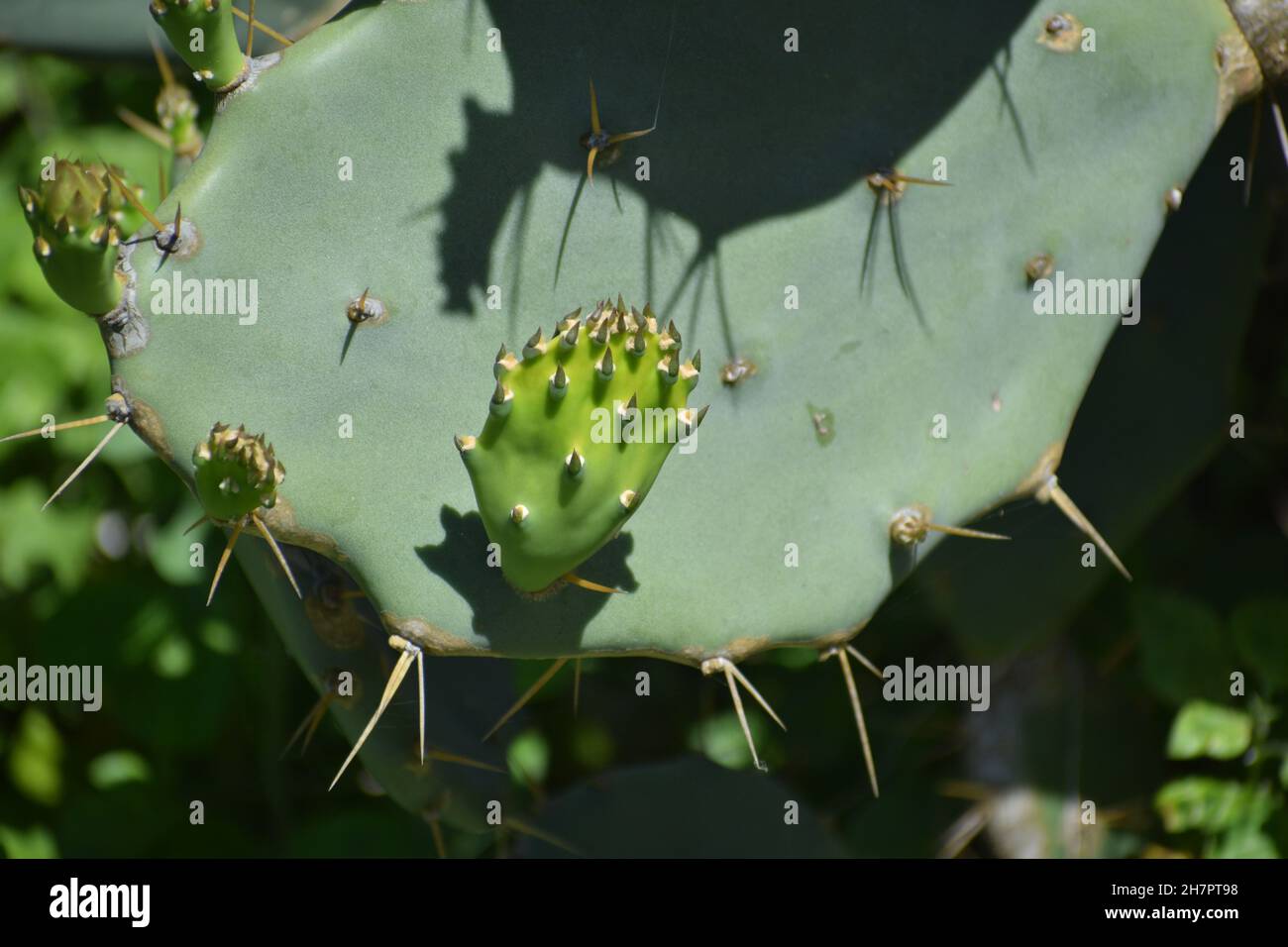 New growth on cactus hi-res stock photography and images - Alamy