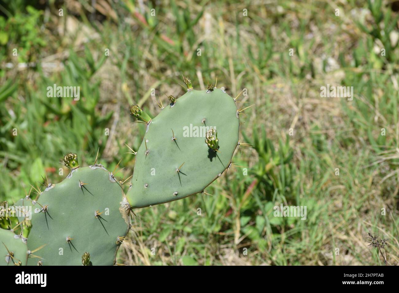 New buds pop out of old leaves on a Prickly Pear Cactus Stock Photo - Alamy