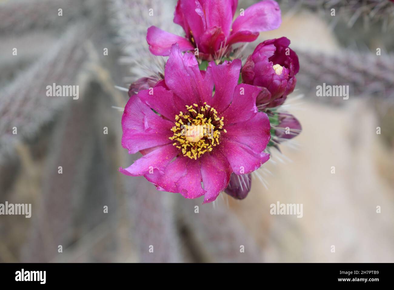 Barbed cholla cactus hi-res stock photography and images - Alamy