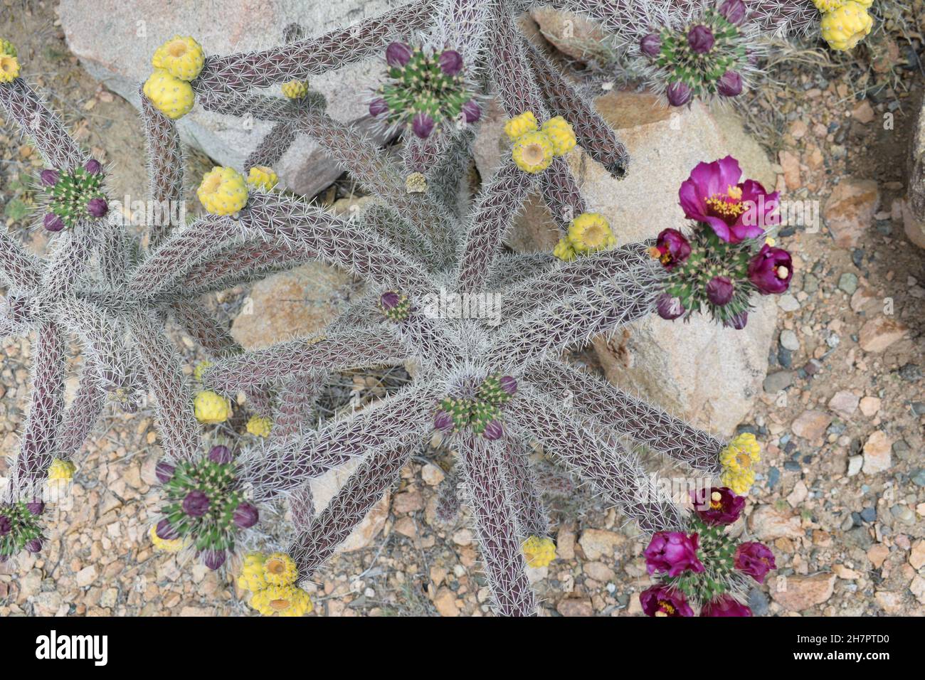 Barbed cholla cactus hi-res stock photography and images - Alamy