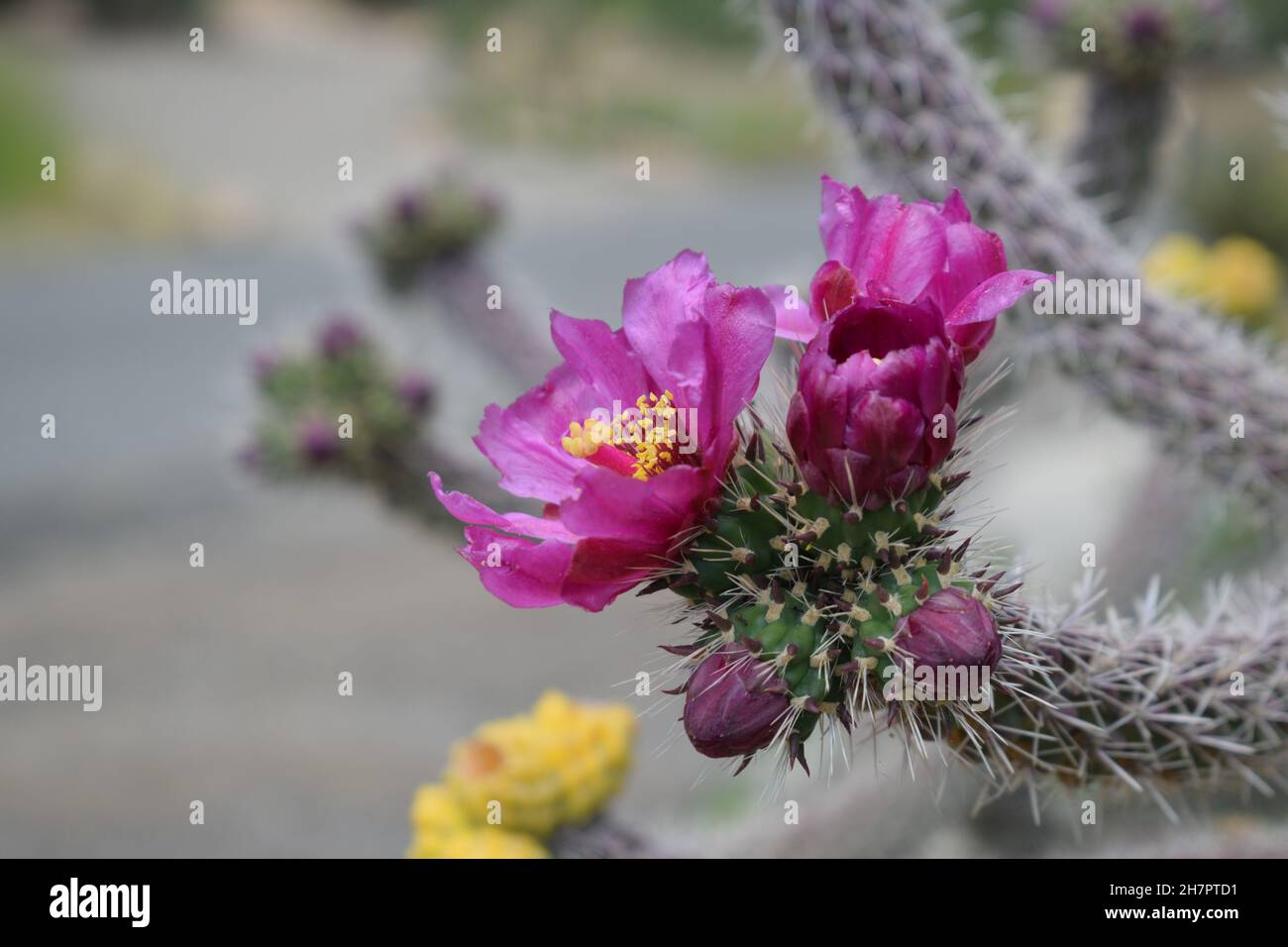Cholla flower hi-res stock photography and images - Alamy