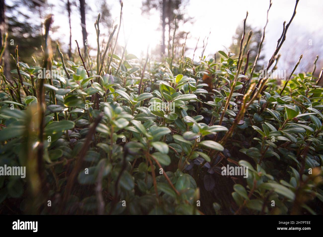 Closeup shot of green plant bushes growing in the forest Stock Photo ...