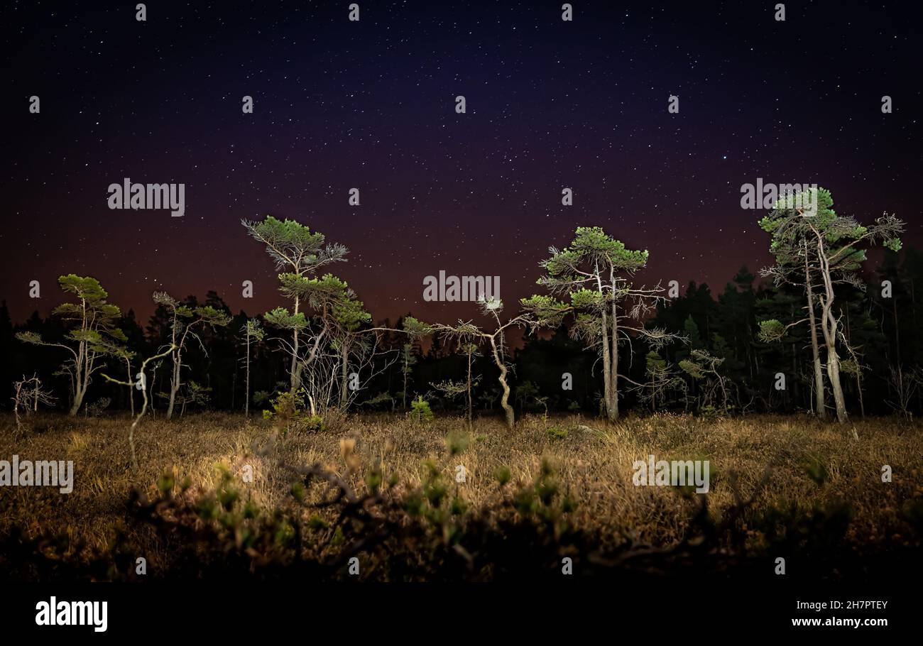 Magical night landscape with the starry sky on a Swedish bog with trees ...