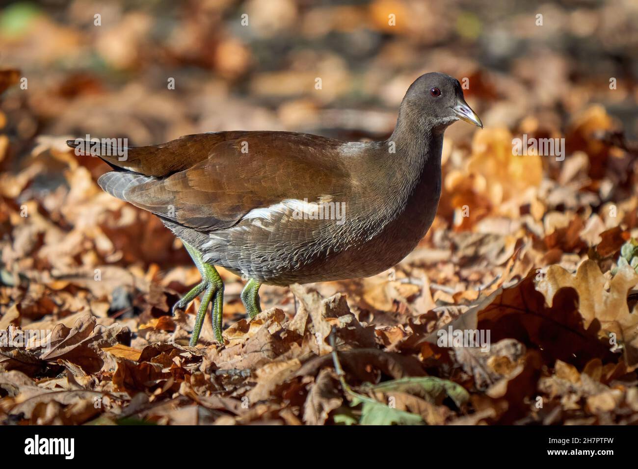 Eurasian common moorhen searching for food in autumn season (Gallinula ...