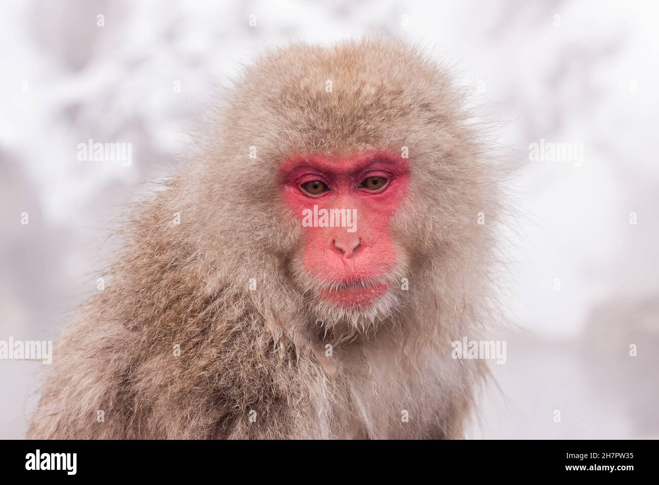 Portrait of snow monkey, Jigokudani Yaen-Koen, Japan Stock Photo - Alamy