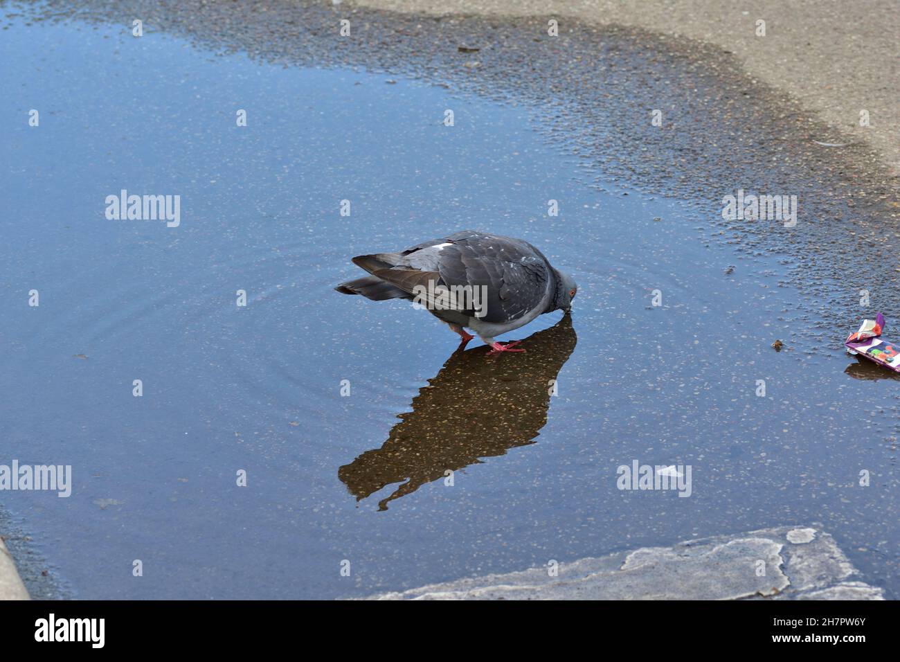 Birds in puddle on asphalt hi-res stock photography and images - Alamy