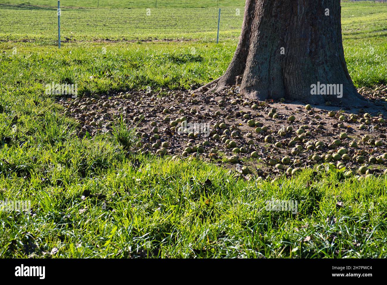 Healthy ground pears on hi-res stock photography and images - Alamy