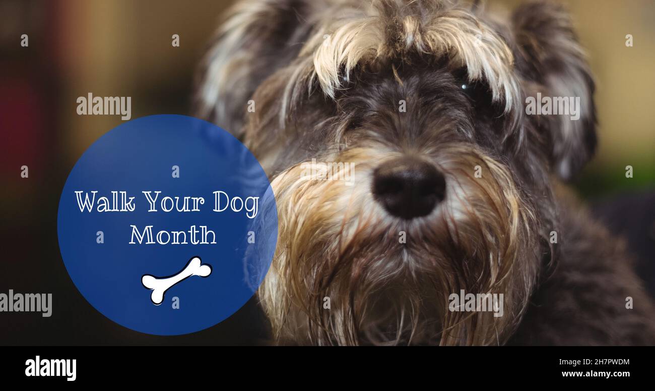 What Dog Looks Like A Schnauzer