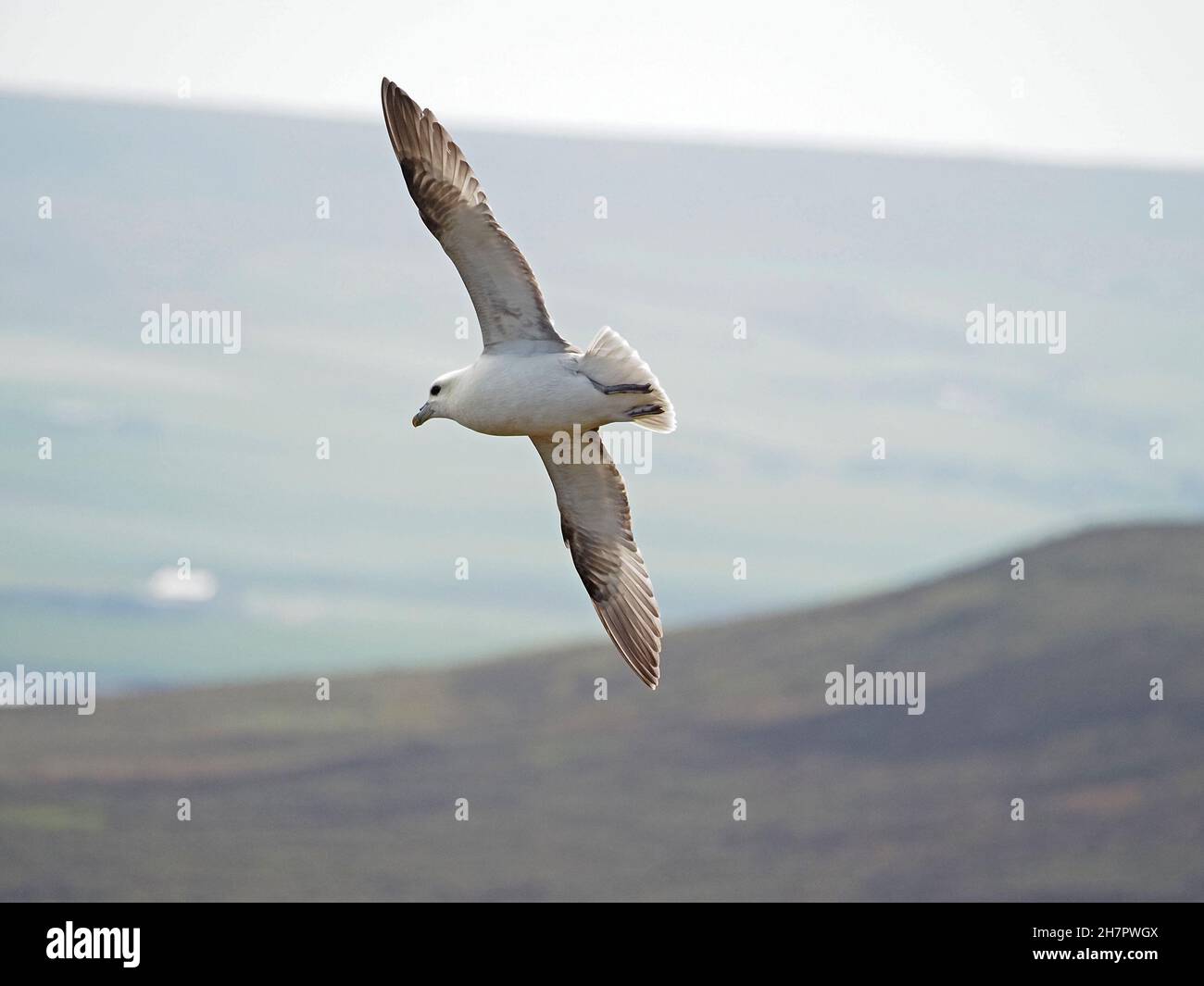 single Northern Fulmar, fulmar, or Arctic fulmar (Fulmarus glacialis ...