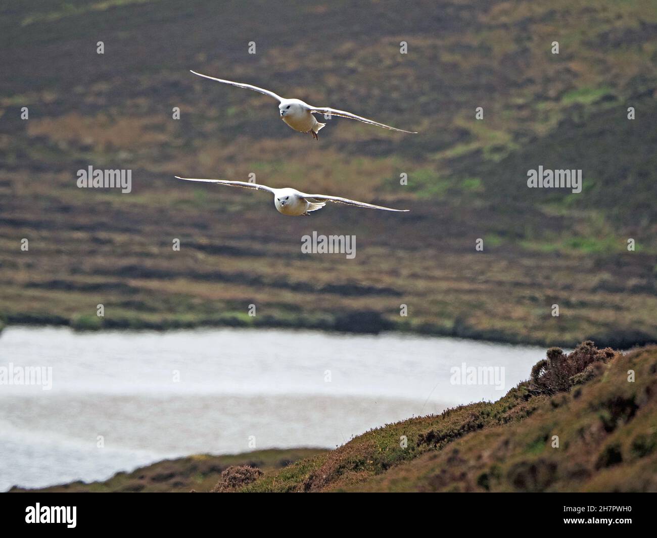 two Northern Fulmars, fulmar, Arctic fulmar (Fulmarus glacialis) - a ...