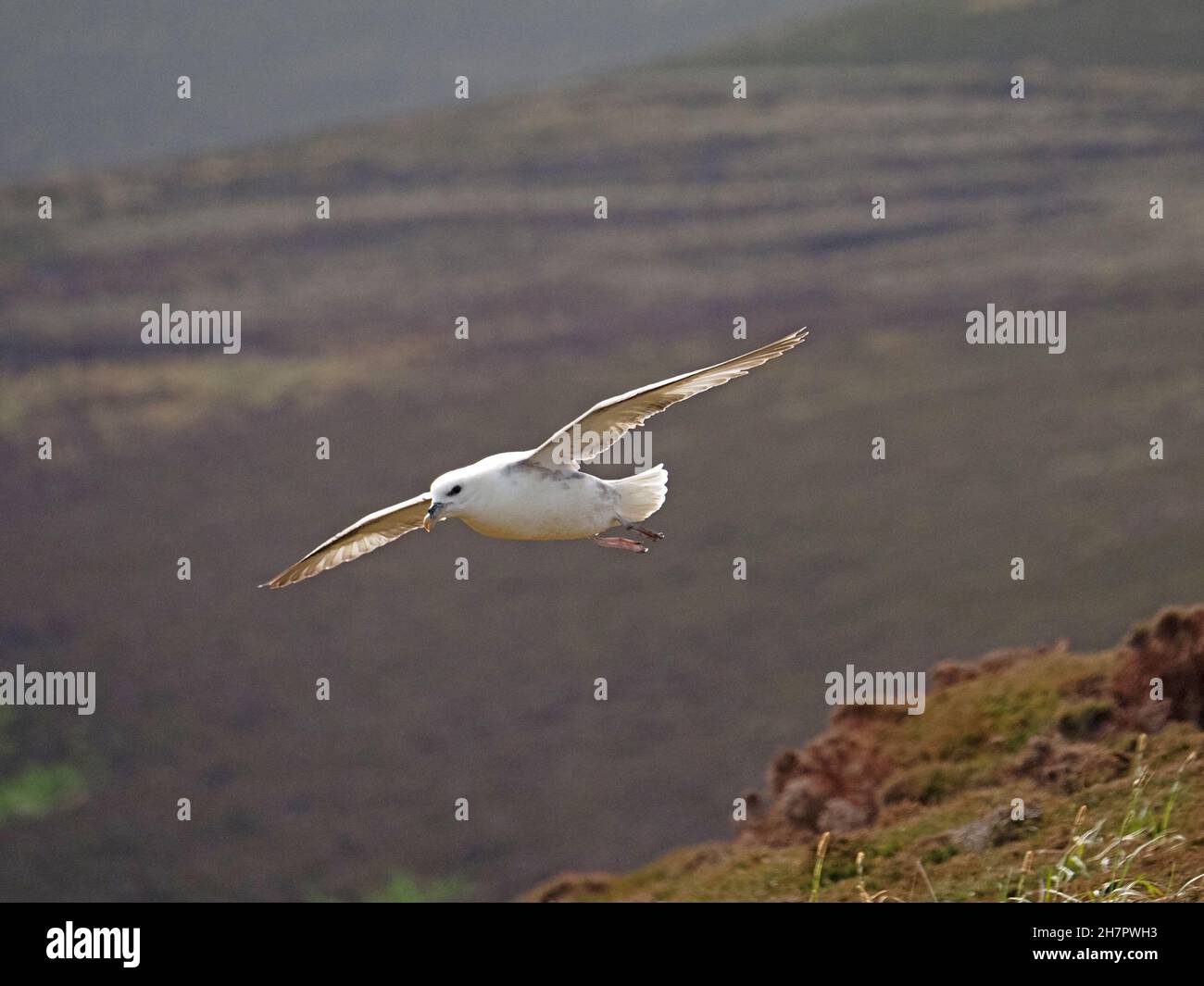 single Northern Fulmar, fulmar, or Arctic fulmar (Fulmarus glacialis ...
