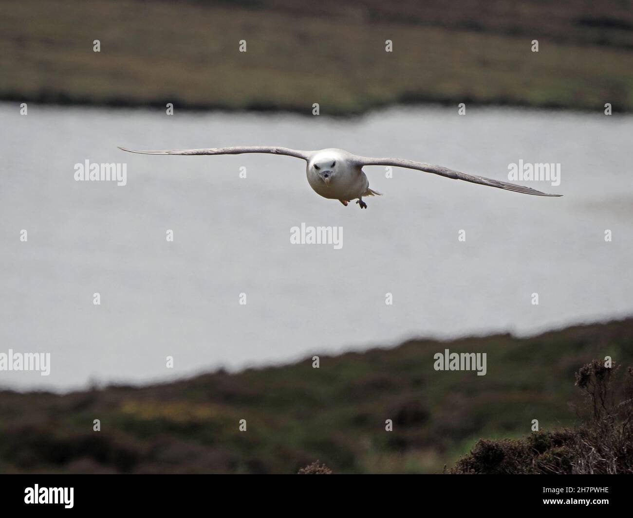 single Northern Fulmar, fulmar, or Arctic fulmar (Fulmarus glacialis ...