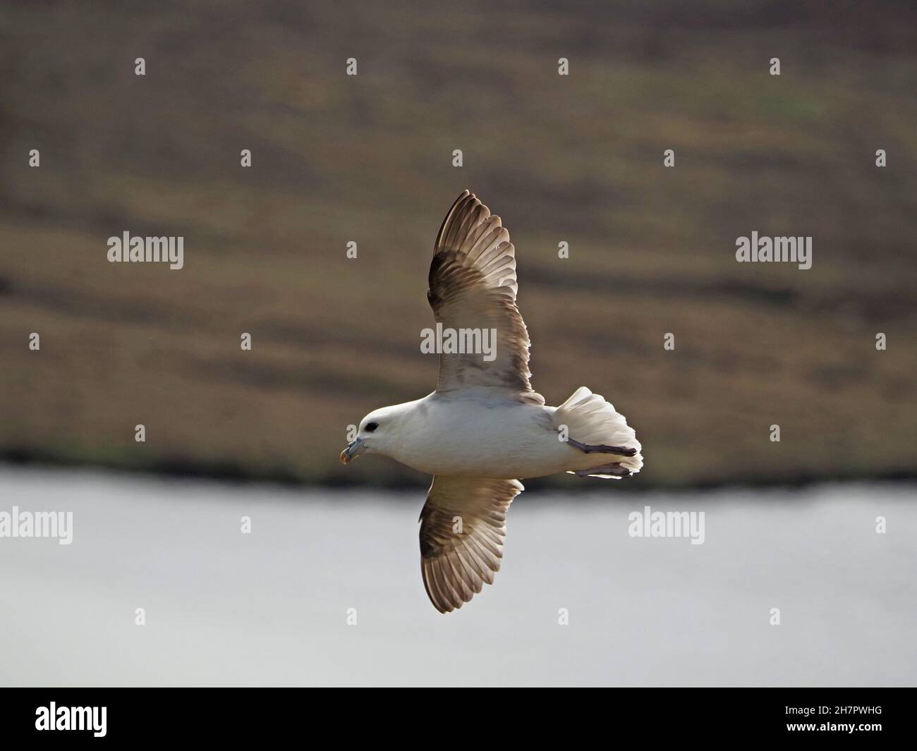 single Northern Fulmar, fulmar, or Arctic fulmar (Fulmarus glacialis ...