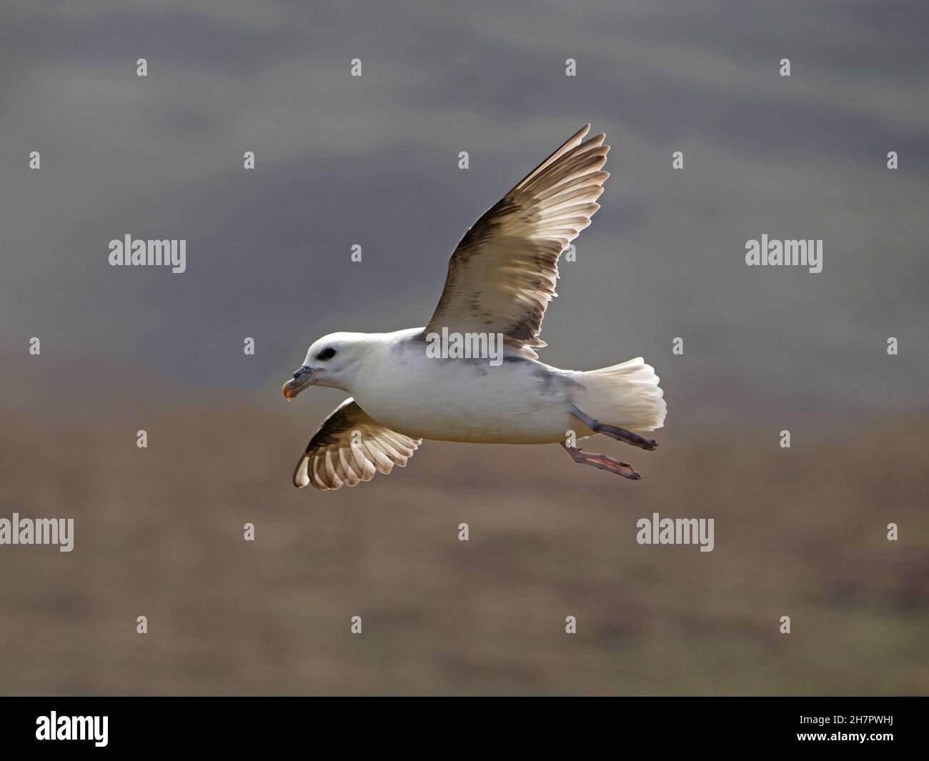 single Northern Fulmar, fulmar, or Arctic fulmar (Fulmarus glacialis ...